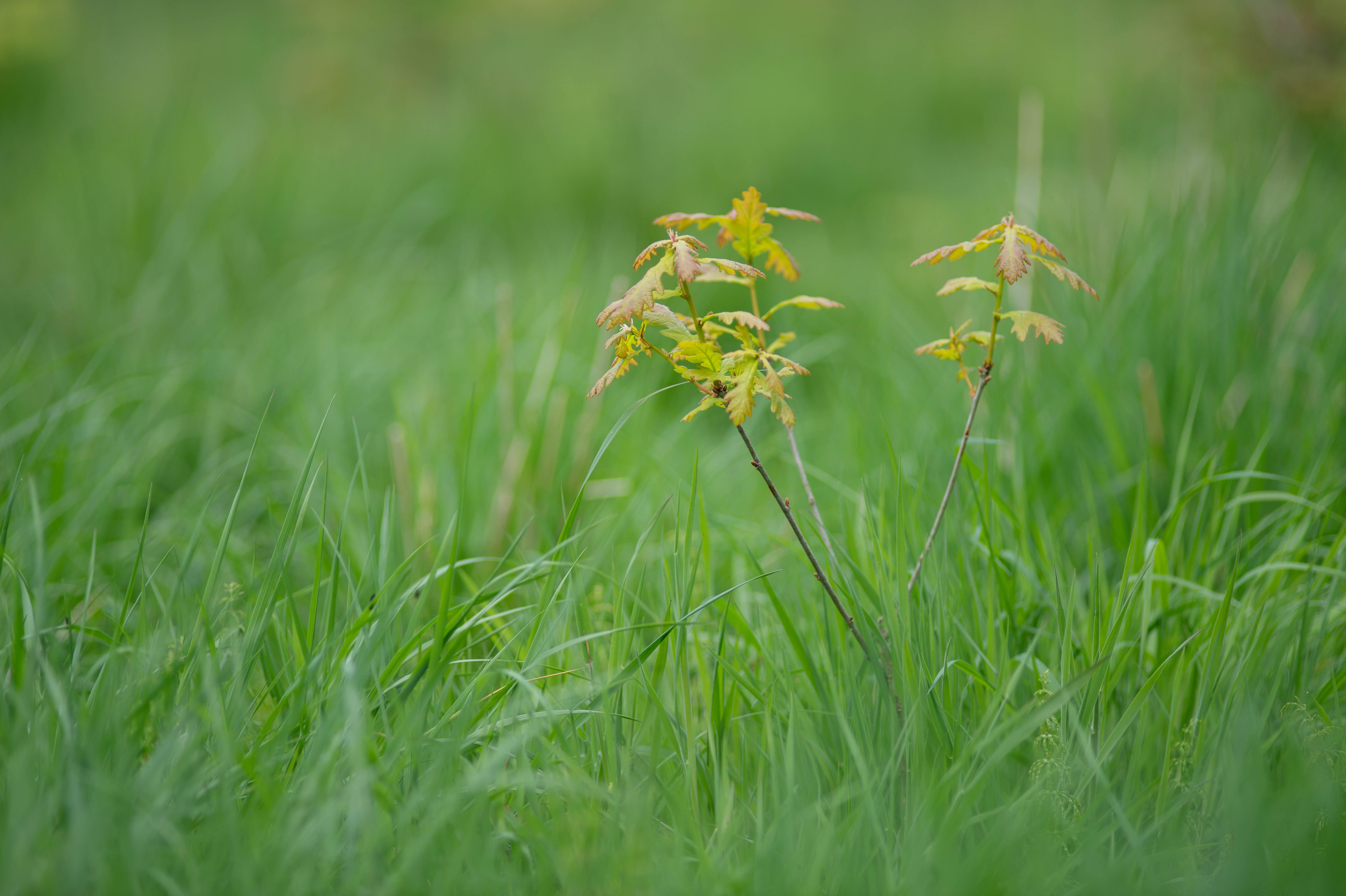 Forest Carbon | Additionality: Why do we need it?