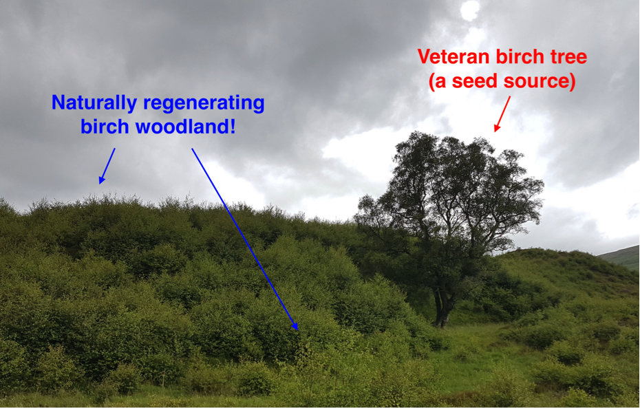 Forest Carbon | Natural regeneration - The good, the bad and the scrubby